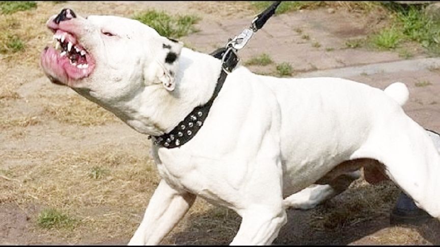 全球最厉害的狗狗有多厉害?武僧一龙都不是对手?