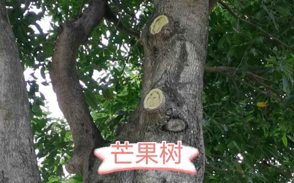 (看视频认苗木)芒果树