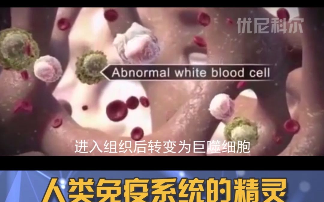人体清道-巨噬细胞 怎么工作的?