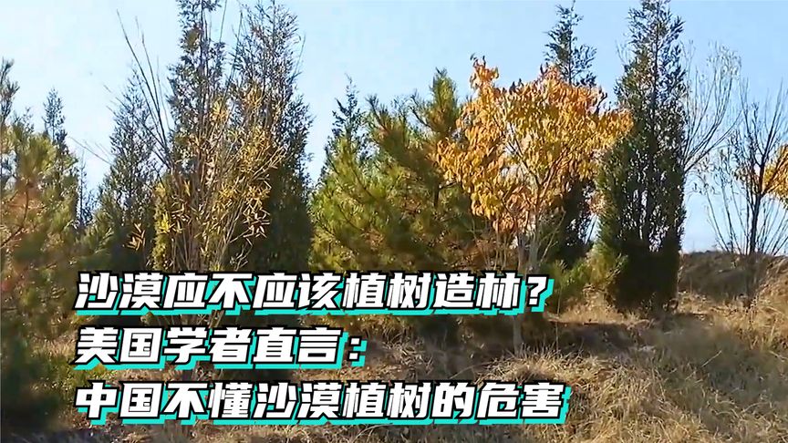 沙漠应不应该植树造林?美国学者直言:中国不懂沙漠植树的危害