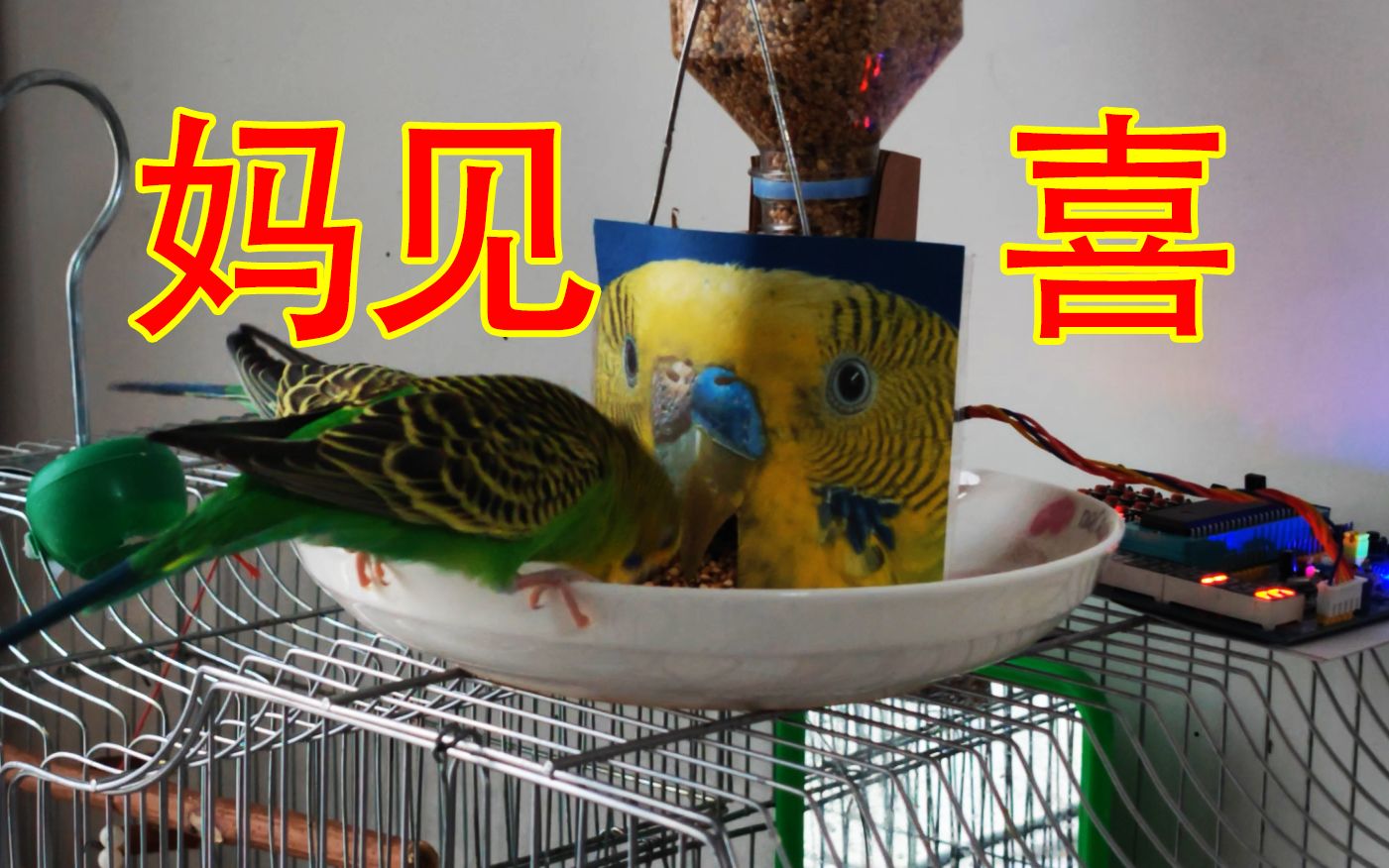 【单片机】如何用51喂鸟?给宠物喂食做不到定时定量?用51就可以解决!