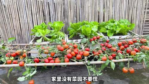 学会这样在家里种植番茄,后期吃都吃不完,操作简单一看就会