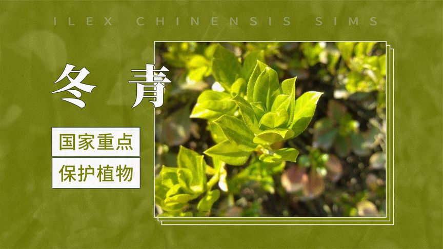 国家重点保护植物—冬青