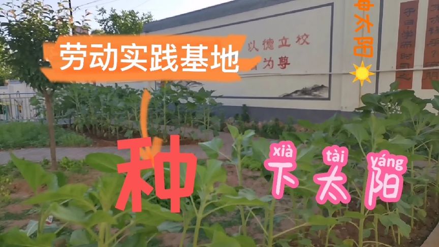 学校劳动实践课有效果,种下太阳☀,种下希望!