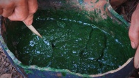 野外常见的“野山药”是可以食用的, 捣碎之后就可以直接吃