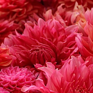 王疯疯的花花世界