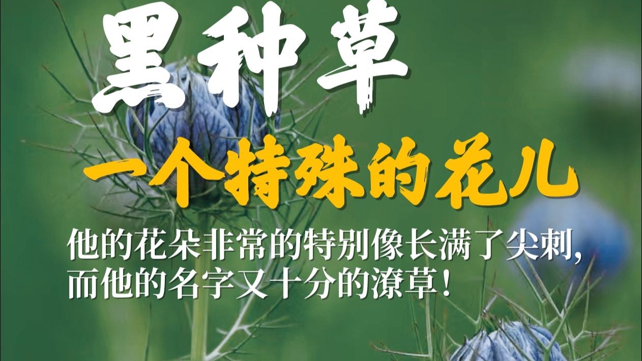 他的名字很奇怪,但花很好看!