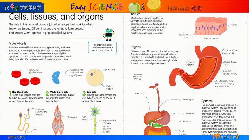 16Science Cells Tissues Organs细胞组织器官跟常荣学简单科学