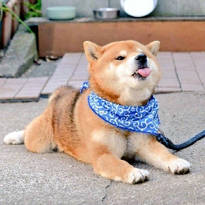 神秘的社恐少年 
