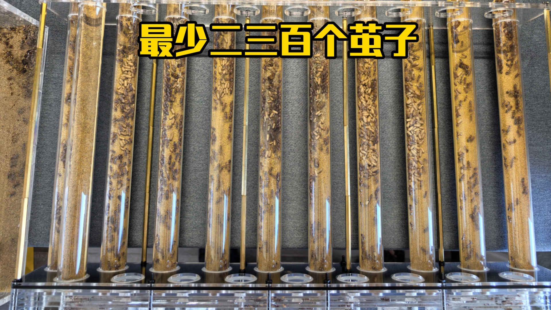 【银丝箭蚁第596天】试管巢养的也很棒