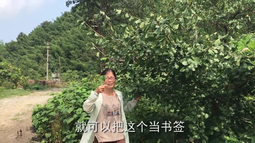 农村婆婆告诉你1小妙招,银杏树大家都认知,你知道它这一作用吗