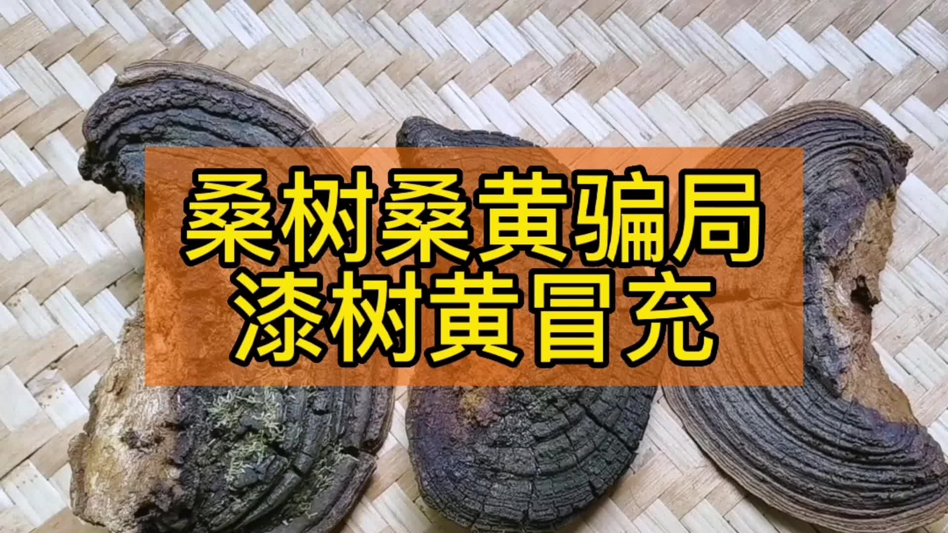 骗局!桑树桑黄竟由漆树黄冒充?