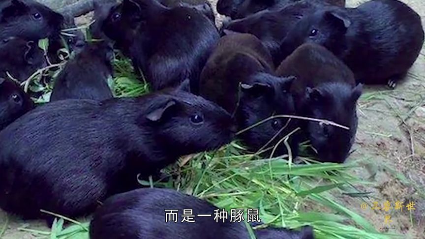 它的养殖成本低,利润相对养猪高,你村有村民养过吗?