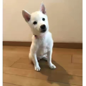 啊凡444666 