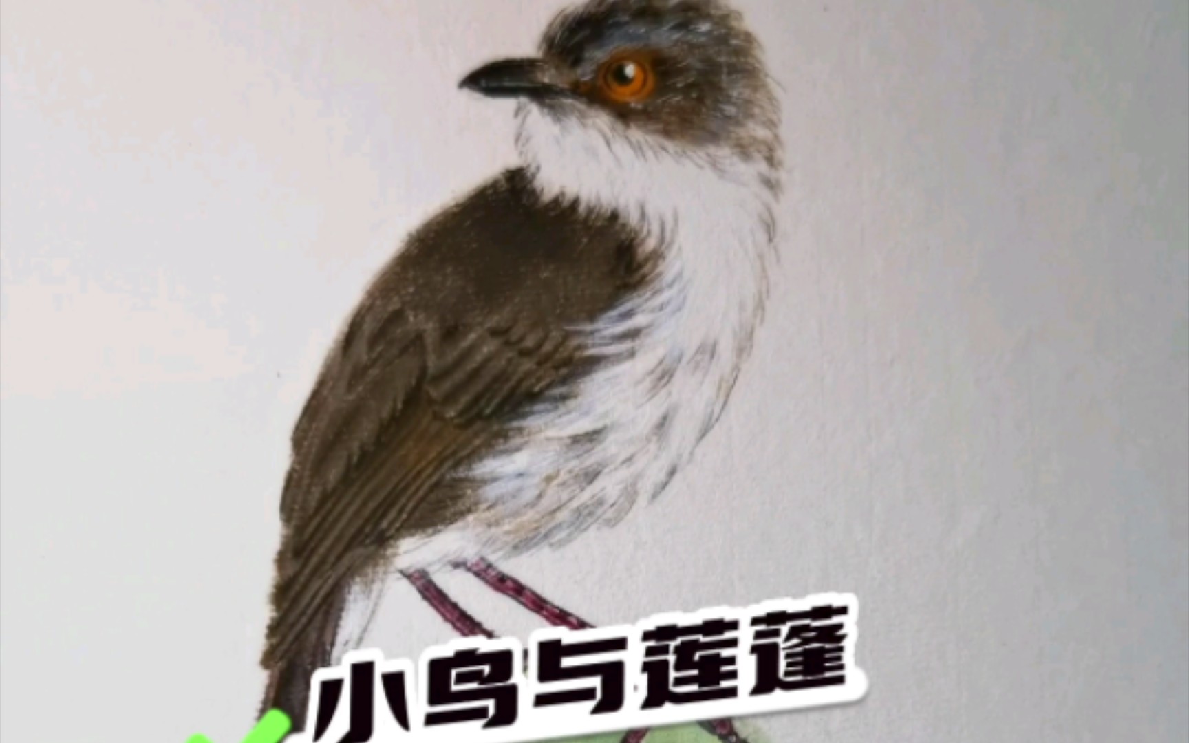 【国画绘画过程】小鸟与莲蓬二:小鸟的画法