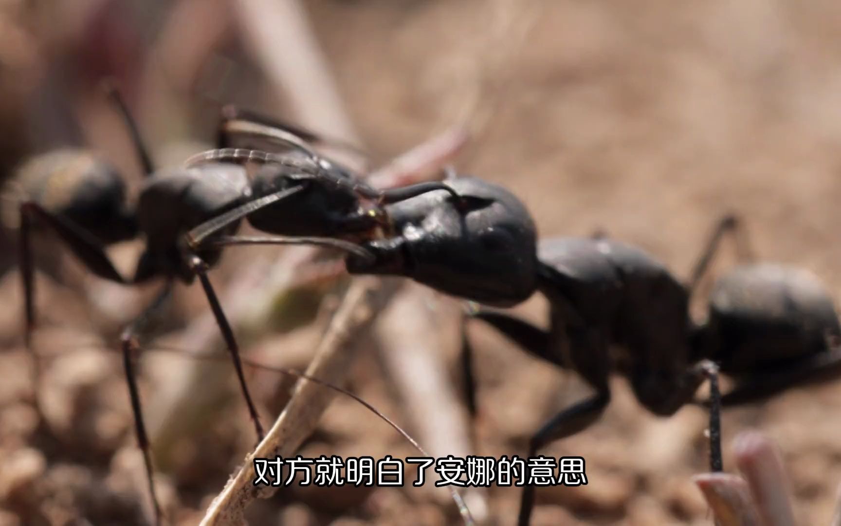 蚂蚁系列第2集:外出觅食、传递信息