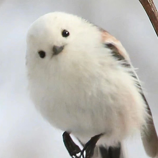 Silence丶广域静默 