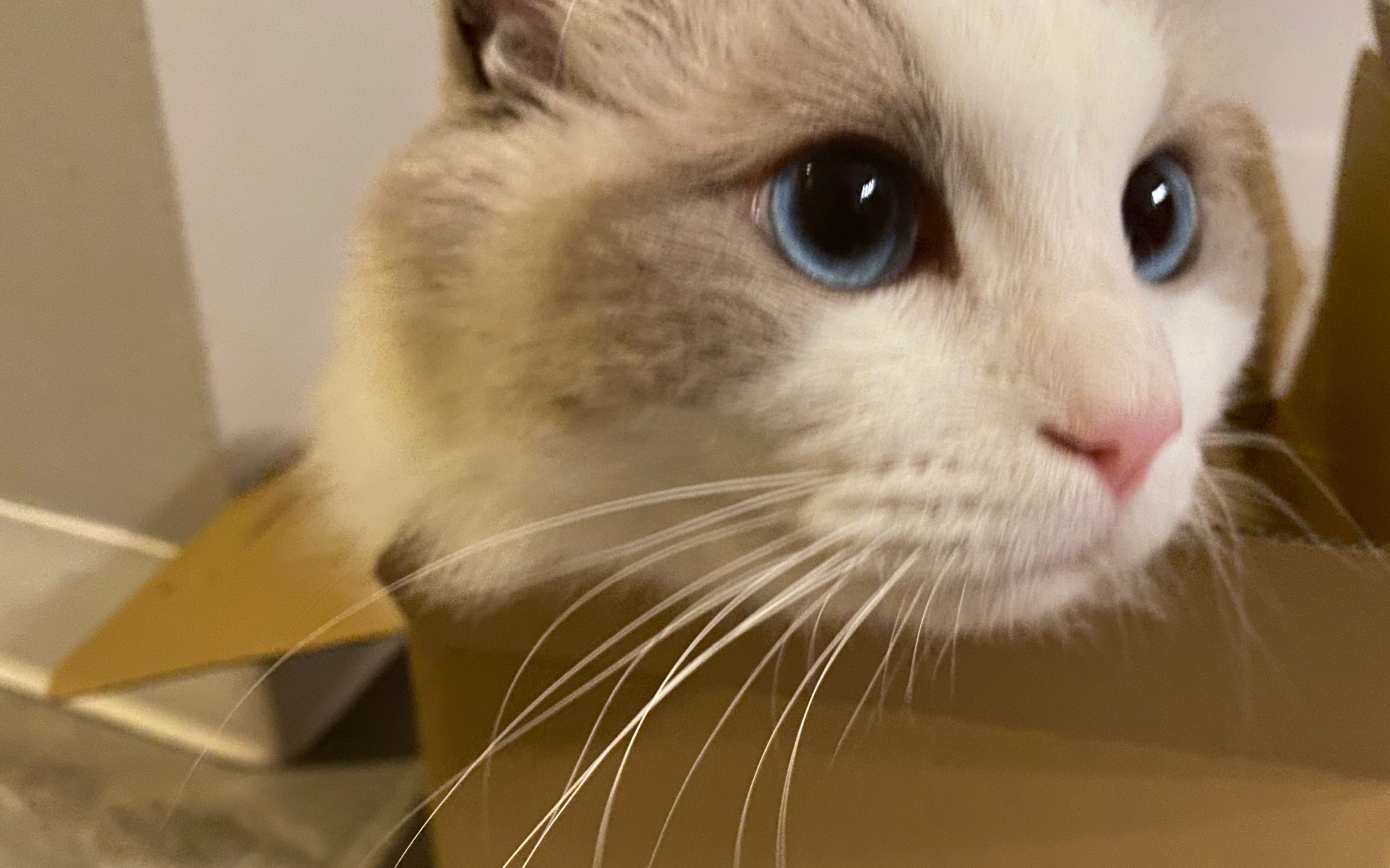 「布偶猫」只要有手就会做的超简单纸箱猫窝w超受猫喜欢还能帮你...