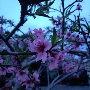醉琉璃光如来 