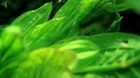 看得見的植物光合作用(一)