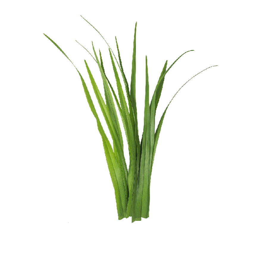 一种植物plant 