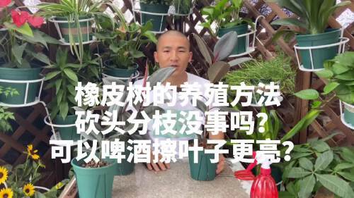 橡皮树的养殖方法,砍头分枝没事吗?可以使用啤酒擦叶子会更亮?