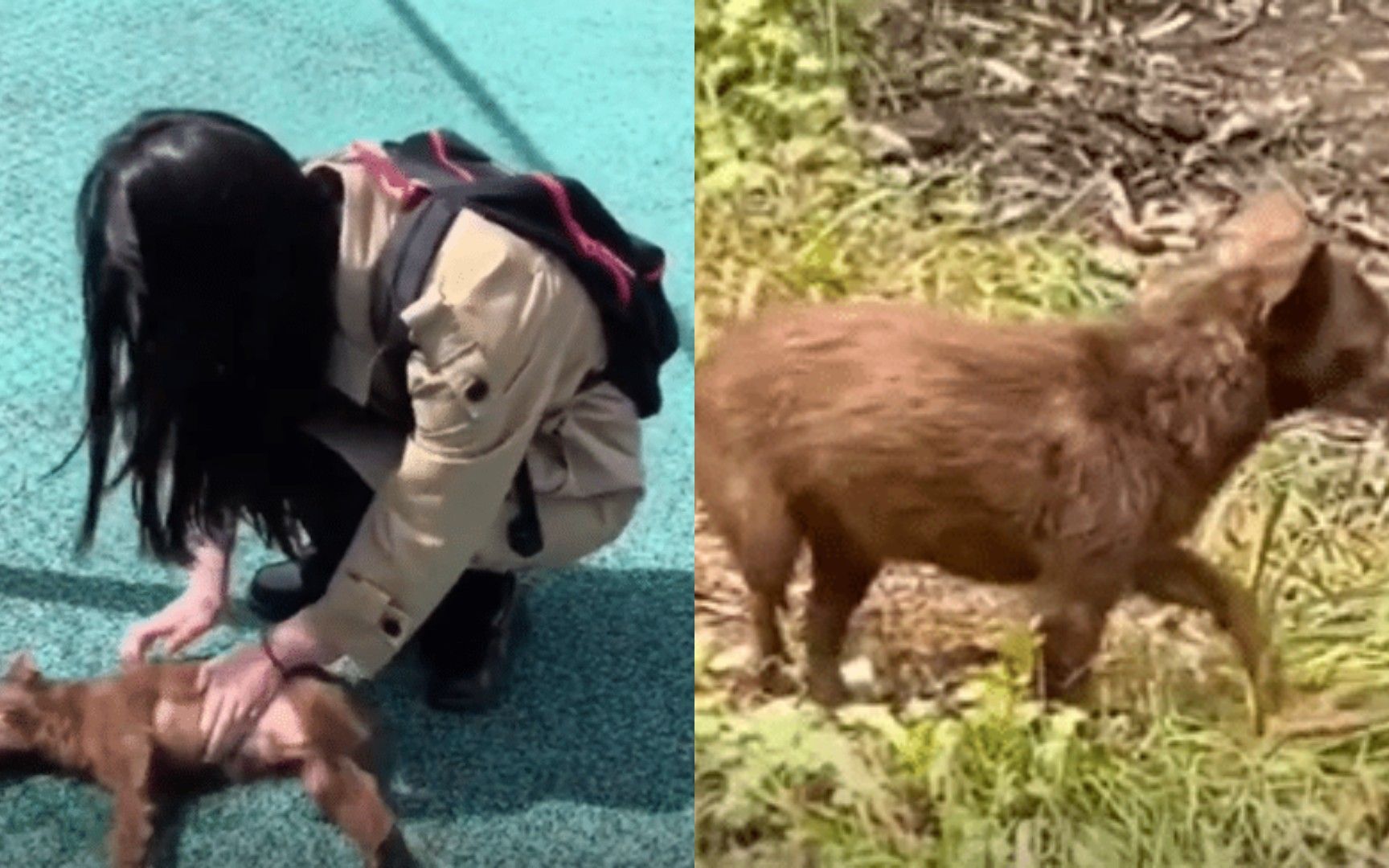 小狗疑似食物中毒,躺在学校操场边抽搐,护理专业女生帮它催吐