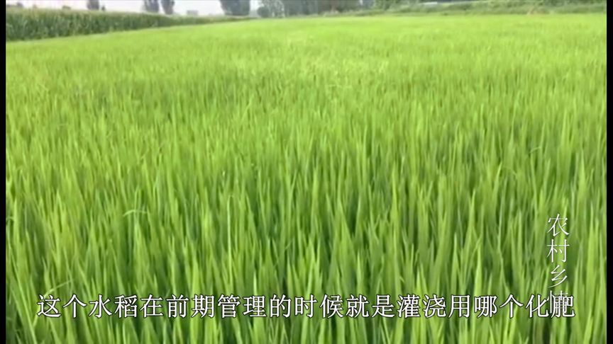 水稻种植新技术,新方法,省时省力有高产,方法简单有使用,