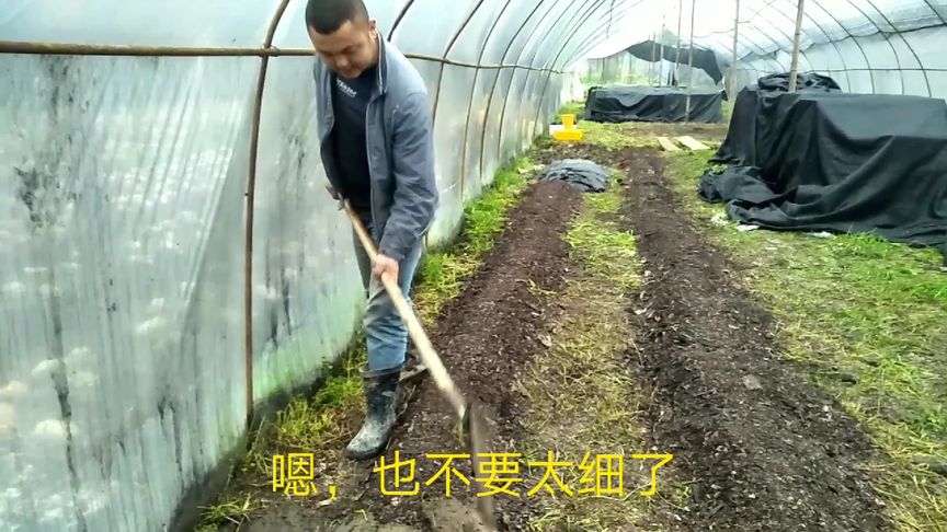 手把手教你美味球盖菇高产种植技术,一学就会,全家美味吃不完。