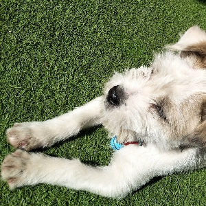 月仙姐姐咯 