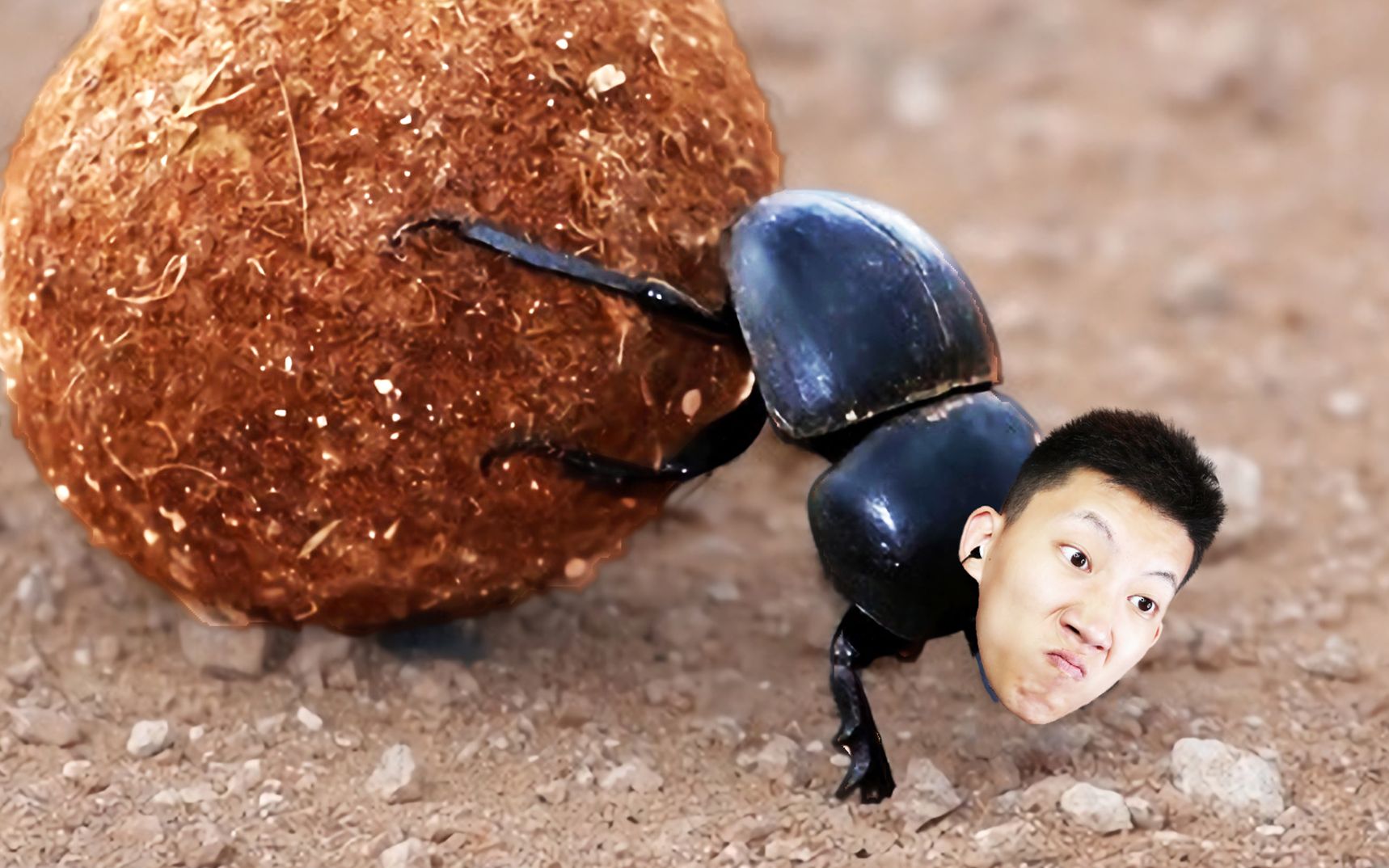 模拟屎壳郎,为什么乌鸦总是要吃我?鲤鱼Ace解说