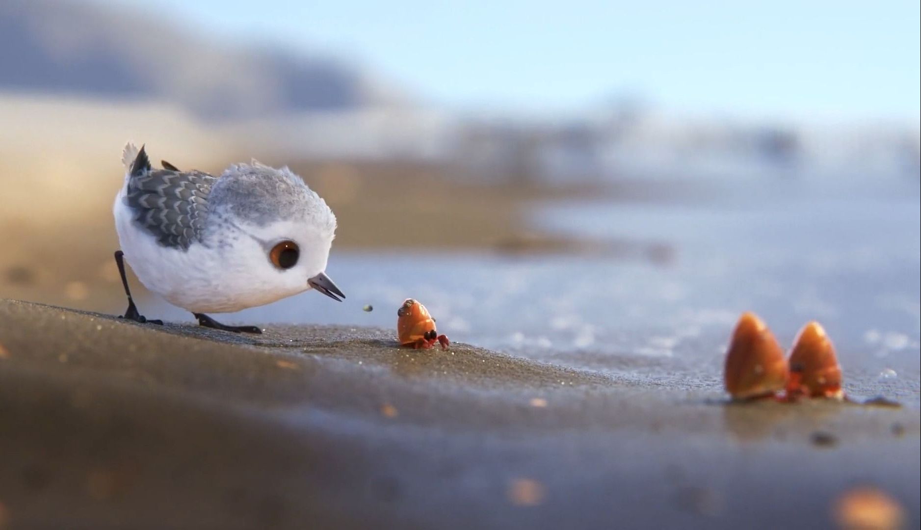 治愈短片《鹬 Piper》:父母放手的背后是爱的表达与生命的延续