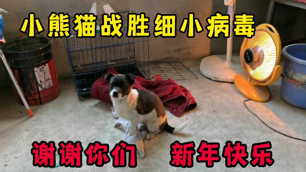 小狗染上细小病毒的第五天,细心照料终于从鬼门关捡回一条命