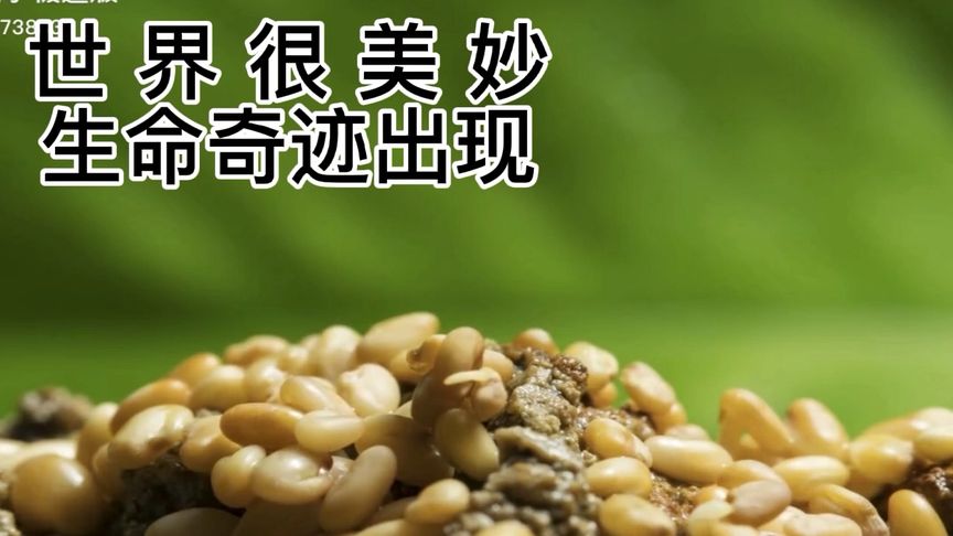黄豆发芽全过程