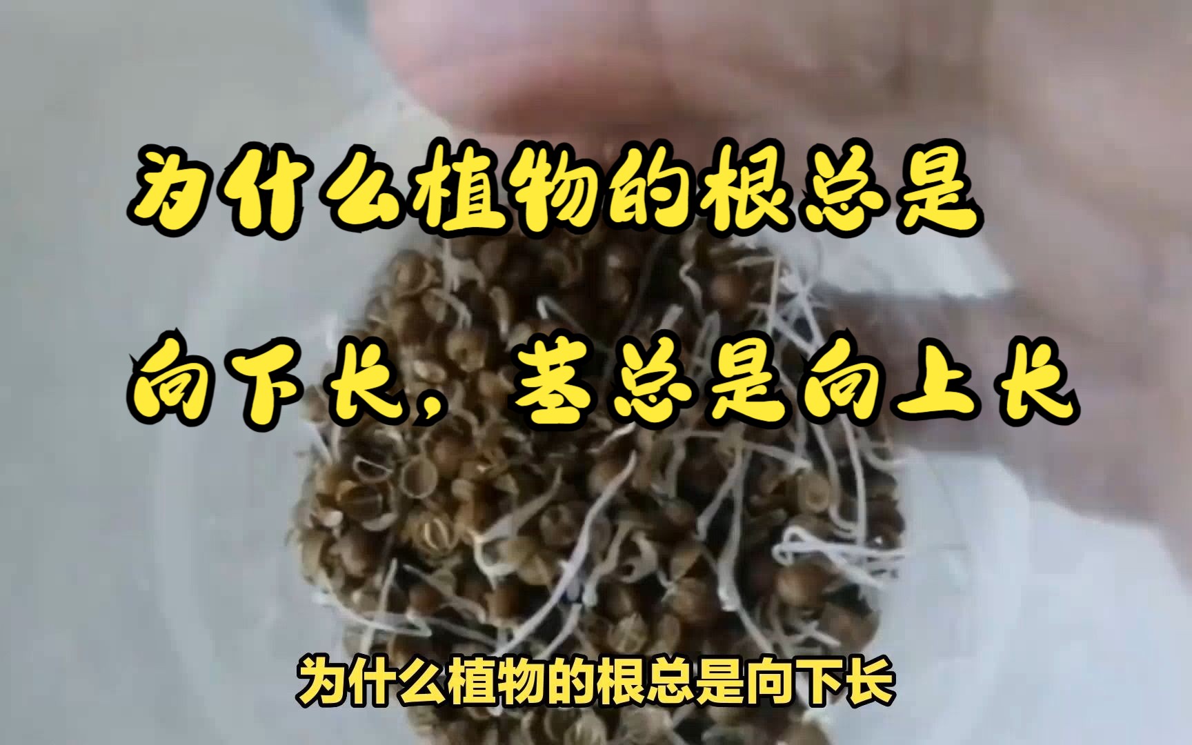 为什么植物的根总是向下长,茎总是向上长?