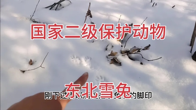 以前下完雪,满山都是小动物的脚印,现在满山都是人的脚印