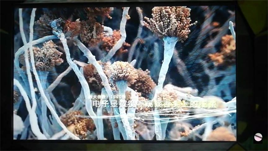 电子显微镜下的微观世界