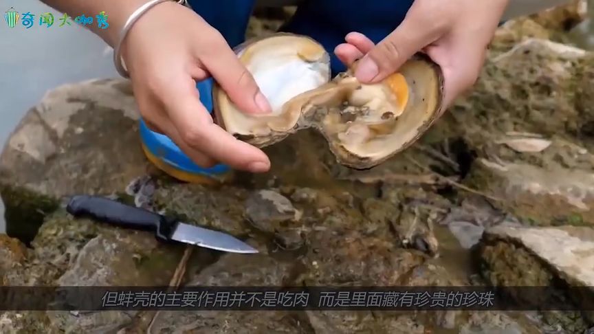 普通“蚌壳”能形成“珍珠”吗本以为异想天开,结果却令人眼红!
