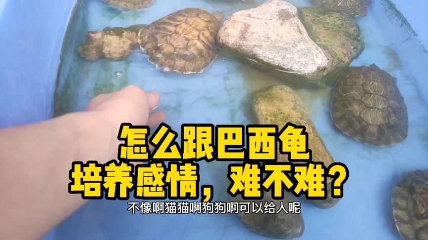 【乌龟】怎么跟巴西龟培养感情?难不难?是不是没希望!