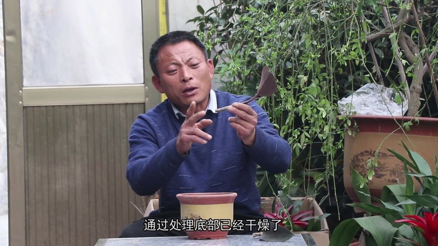 橡皮树扦插方法介绍!橡皮树这样扦插成活率很高哦!