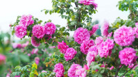 家乡代言人——走进济南市平阴县