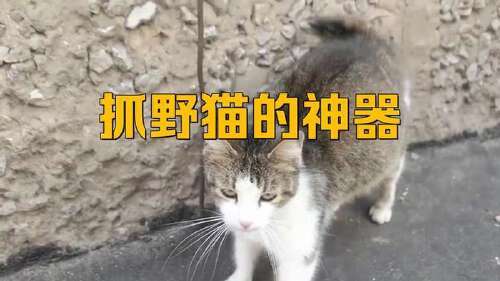 一夜之间,这个抓猫神器让流浪猫主动跟你回家!
