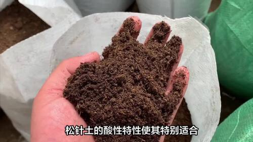松针土和什么一起用最佳