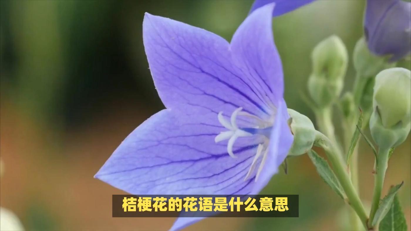 桔梗花的花语是什么意思? #内容启发搜索