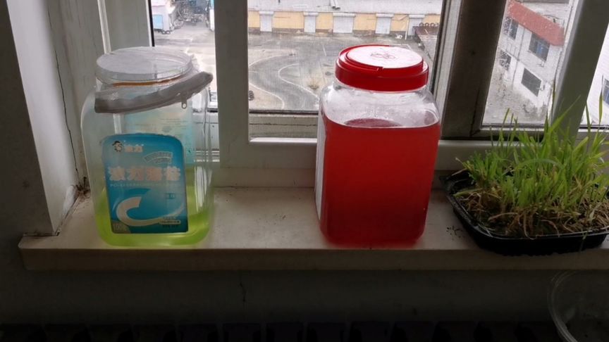 家庭大量饲养繁殖水蚤鱼虫的狂热研究(光合细菌,小球藻喂养)二