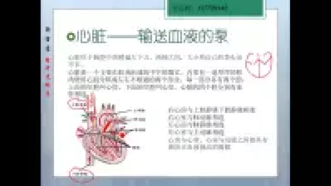 9、七年级生物下册血液循环