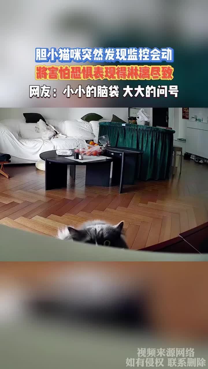 胆小猫咪惊觉监控会动,害怕恐惧尽显无遗
