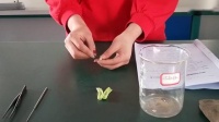 求实S-11生物实验十一:观察果实结构