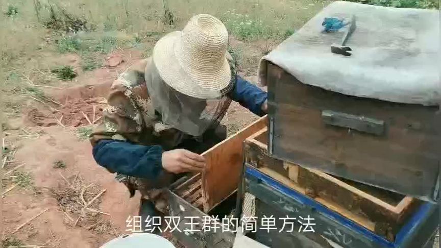 单群组织成为双群“巧用隔王板”,养蜂人手把手教大家如何操作!