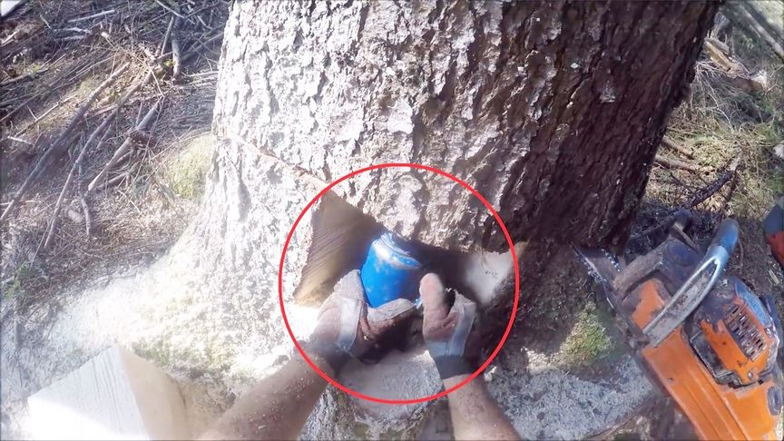 国外的伐木“神器”砍大树变得非常简单,几分钟砍倒一棵树!